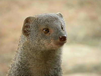 Sigur Nature Trust | Living in the jungle – Vivre dans la jungle